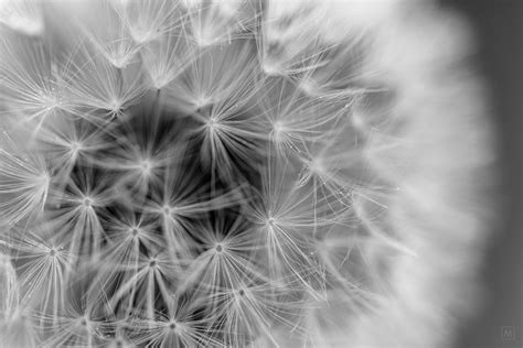 Dandelion Study Fm Forums