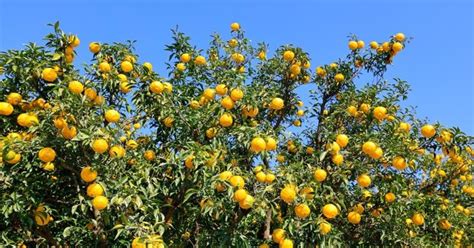 부드러운 향 일품 완도 유자 올해 2천400t 수확