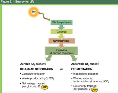 Biology Ch 9 Flashcards Quizlet