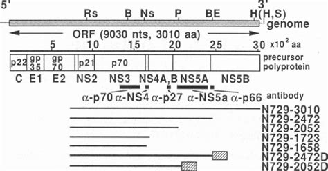 Figure 1 From Proteolytic Processing And Membrane Association Of