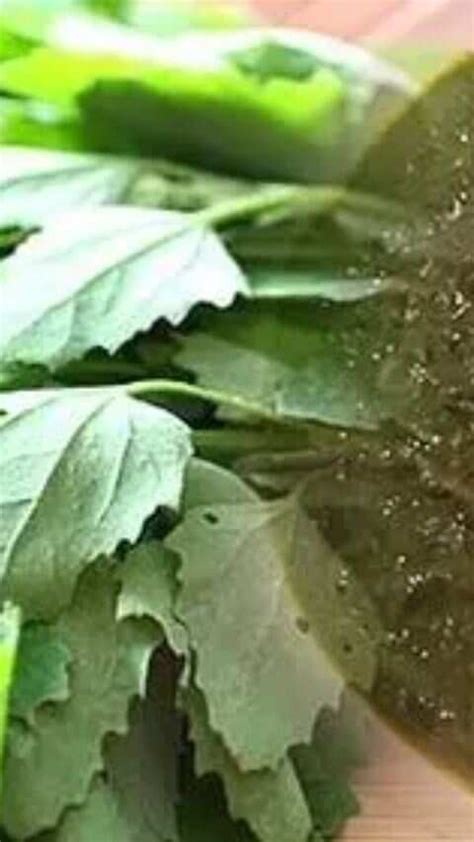 इन लोगों को नहीं खाना चाहिए बथुआ का साग ट्रिगर करता है ये 5 समस्याएं