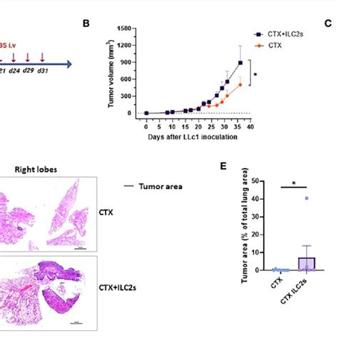 Migration Of Adoptively Transferred Ilc2 Cells In Tumor Bearing Mice
