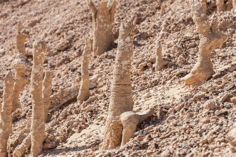 Premium Photo Plant Root Fossils In Consolidated Sands