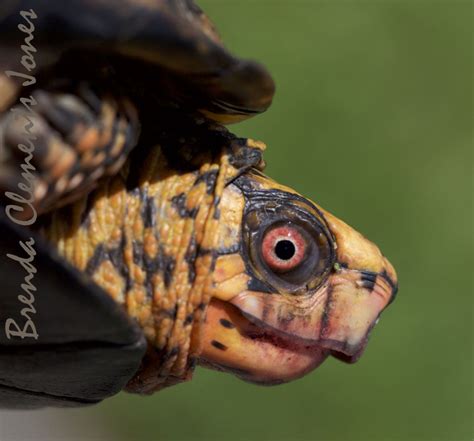 Brumation Of Box Turtles Tendrils