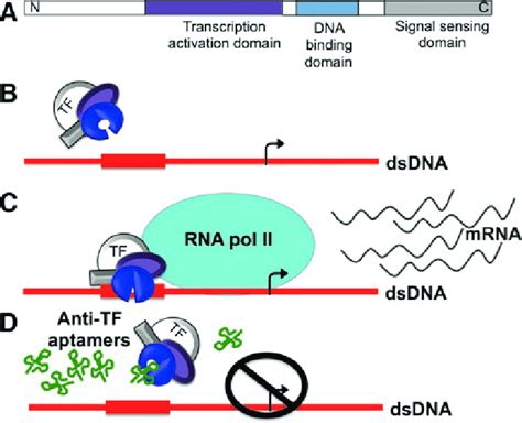 Transcription Factors