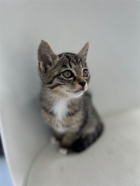 코리안숏헤어 노랑 고양이 책임분양♥ 입양완료 강아지입양 고양이입양 유기견입양센터 아이조아요양보호소