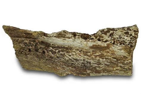 3 Fossil Ornithischian Dinosaur Jaw Section Montana 316458 For Sale