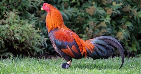 Razas De Gallos