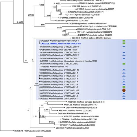 A Phylogenetic Tree Inferred From Its Using Maximum Likelihood
