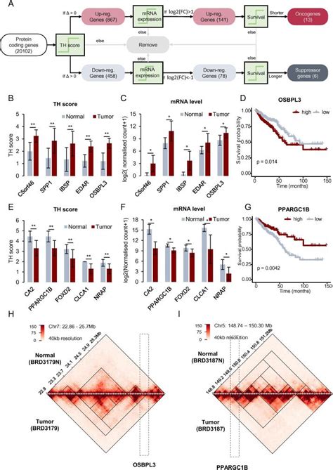 The Hierarchical Folding Dynamics Of Topologically Associating Domains Are Closely Related To