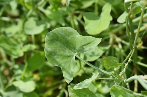 Shield Dock Stock Image Image Of Close Scutatus Leaves 295850291