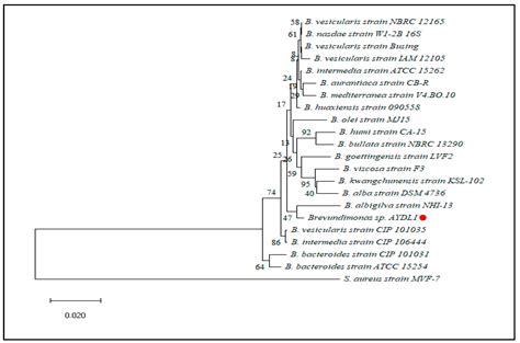 Evaluation Of The Deterioration Of Untreated Commercial Polystyrene By