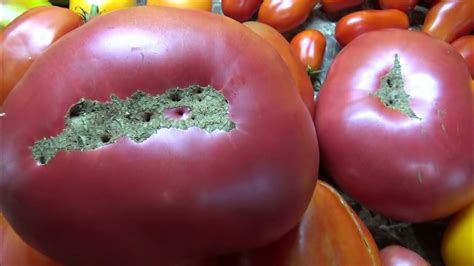 Томат Миллионер - очень урожайный сорт с плодами - гигантами! №768 в ...