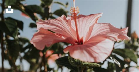 냄비에 분홍색 꽃이 피고있다 사진 Unsplash의 무료 라호야 이미지