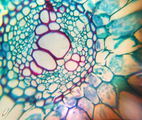 Plant Cell Stained By Yoshisteiner On Deviantart