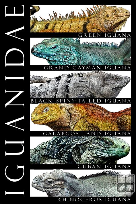 Iguanidae Species