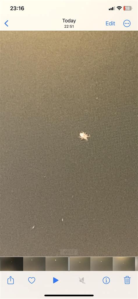 Hi Could This Be A Bird Mite Or Perhaps A Nymph Bed Bug Rpestcontrol