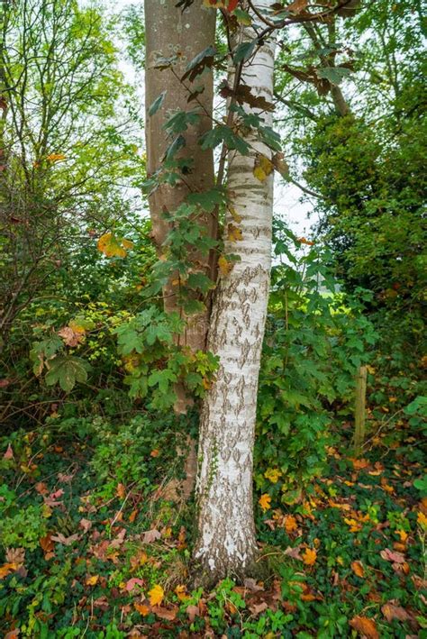 Birch Tree Trunk Stock Image Image Of Nature Birch 345376665