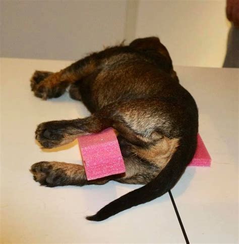 Dachshund Ivdd X Ray Scheme