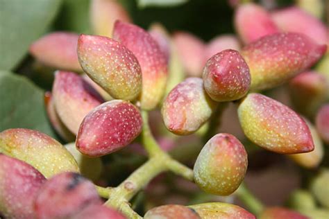 피스타치오 나무 이미지 스톡 사진 및 일러스트 Istock