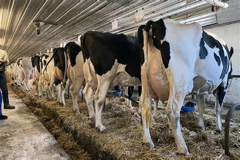 Minnesota Holstein Minnesota Holstein Association
