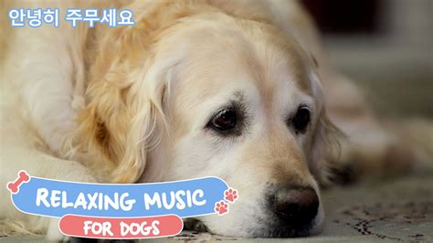 💖🐶반려견을 위한 달래는 음악 반려견과 같은 주파수의 음악은 반려견이 숙면을 취할 수 있도록 도와줍니다 Music For