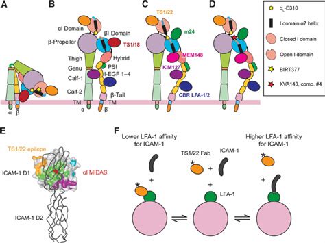 Integrin Activation States And Competition Binding Assay Schematic A