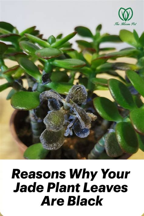 Why Are Your Jade Plant Leaves Turning Black