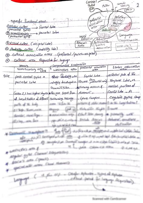Solution Integrative Higher Functions Of Cortex Studypool
