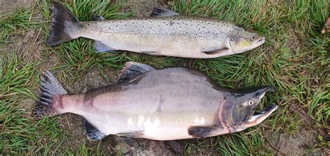 Addressing The Future Of Norways Pink Salmon