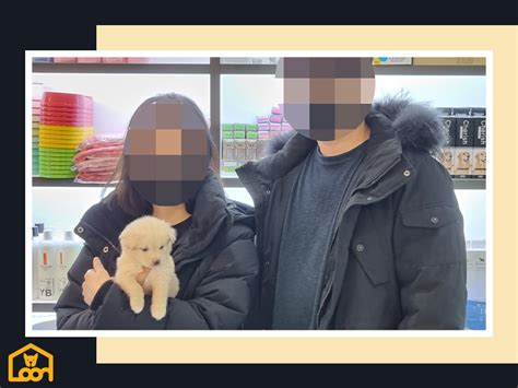 믹스견 순조 책임분양 대전강아지분양 아비시니안 아메리칸숏헤어분양 시츄분양 강아지파양 푸들종류 먼치킨고양이입양 부산강아지무료분양 빅토리아펫보호소 입양완료