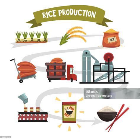 Infographic Template Of Rice Production From Cultivation To Finished