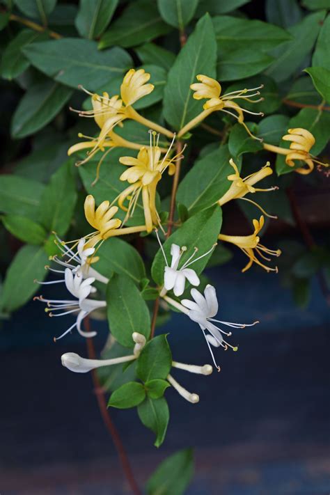 Japanese Honeysuckle Plant Care And Growing Guide