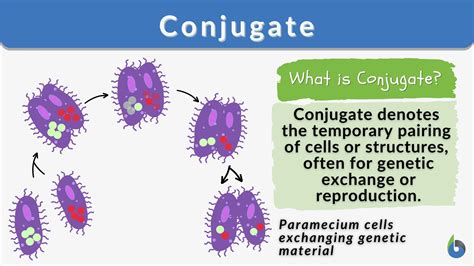 Conjugate Definition And Examples Biology Online Dictionary