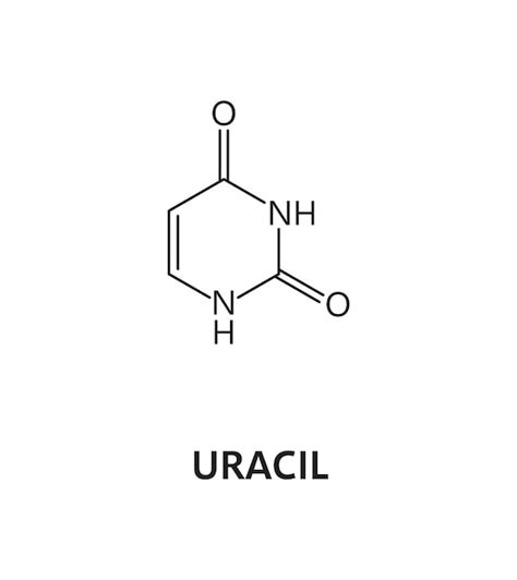 Uracil Structure What Are The Bases Of Dna Nucleotides Part 2 Of