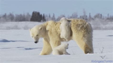 Polar Bear Mom Snuggles With Her Cubs In The Arctic Snow Of Manitoba Canada