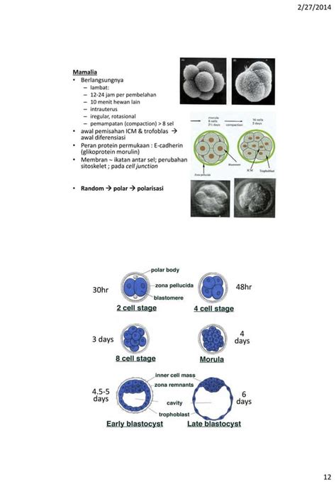 Cleavage And Blastula Pdf Cleavage And Blastula Pdf
