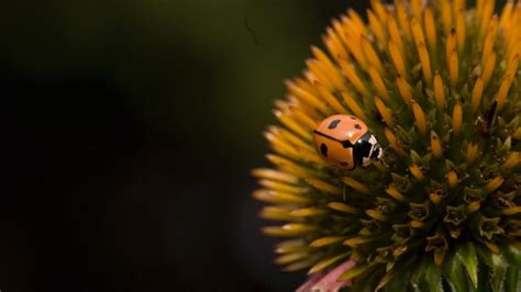 Sequencing The Genome Of A Lost Ladybug Experiment