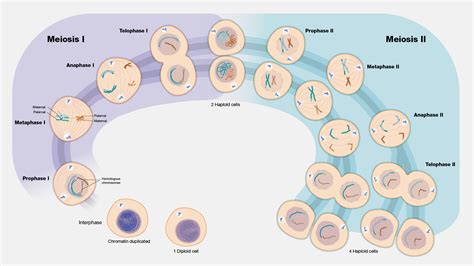 What Is Meiosis Cell Division Free Worksheets Printable