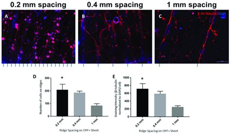 Alignment Attachment And Neurite Density Of Disassociated Drg Neurons Download Scientific