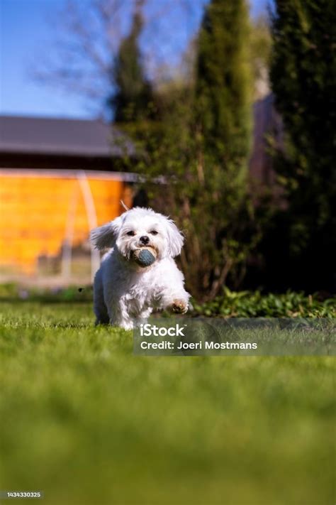 하얀 부머 개 품종의 초상화 작은 가축은 입안에 공이있는 마당의 잔디밭에서 놀고 행복하게 뛰어 다니고 있습니다 가축에 대한 스톡 사진 및 기타 이미지 Istock