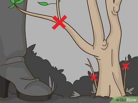 Ways To Trim Trees WikiHow Life