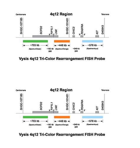 Vysis Fish Chromosome Search Chromosome 4 Abbott Molecular