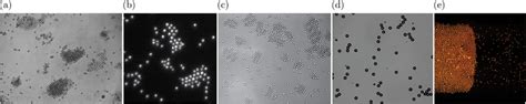 Experiments On The Collective Dynamics Of Spherical Active Colloids