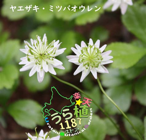 楽天市場八重咲三つ葉黄蓮 ヤエザキ ミツバオウレン 科名 キンポウゲ科 開花時期6月 成長丈 草丈5cmうら植1187ストア