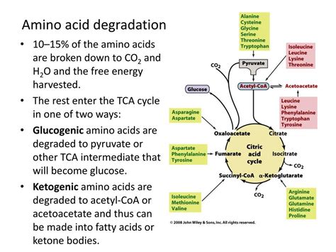 Amino Acid Degradation Pathway At Lindsey Newell Blog