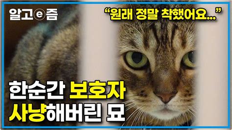 순식간에 보호자 응급실 보낸 고양이 순하고 애교 많던 고양이가 한순간 공격성이 폭발해버린 사연│고양이를 부탁해│알고e즘 Youtube