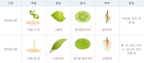 식물의 특징과 계통 네이버 블로그