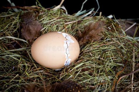 Zipping Egg Shell Stock Image Image Of Young Poultry 36858713
