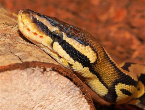 Ball Python Head